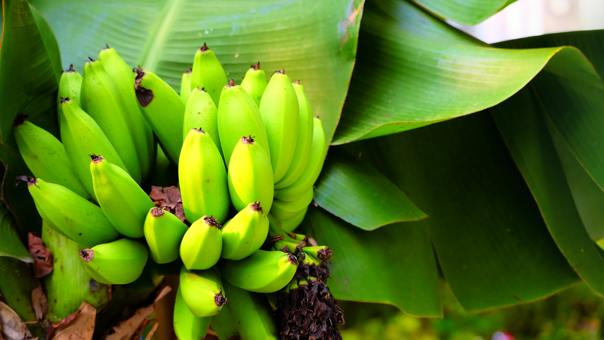 Boost Your Crop Yields Organically with ACTIV® 32E - Chemrez